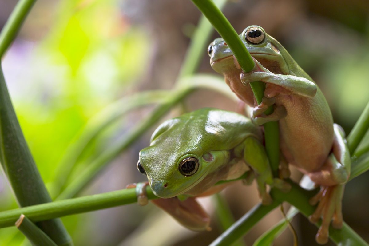 Buy Young Green Tree Frogs- Basic Wildlife Licence Required from Going ...